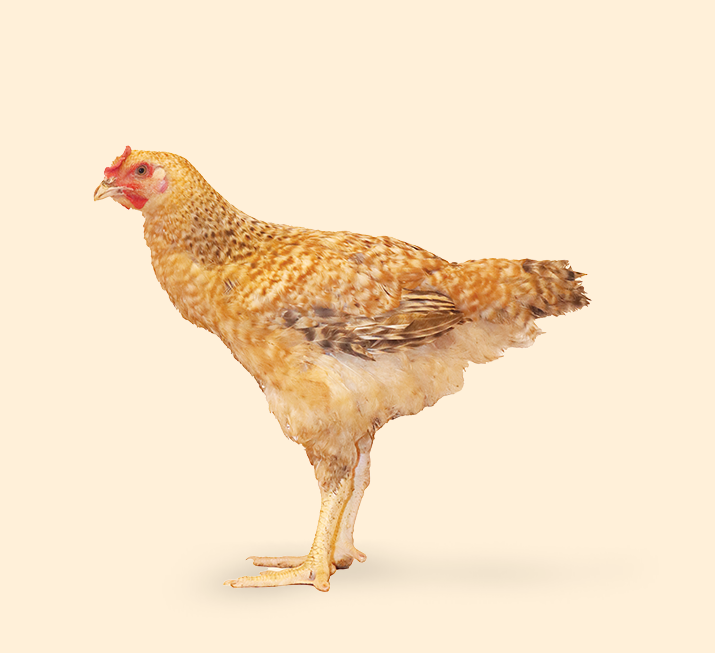 Order Naturally Raised Authentic Country Chicken | Home Delivery