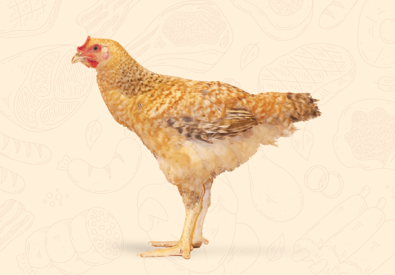 Order Naturally Raised Authentic Country Chicken | Home Delivery