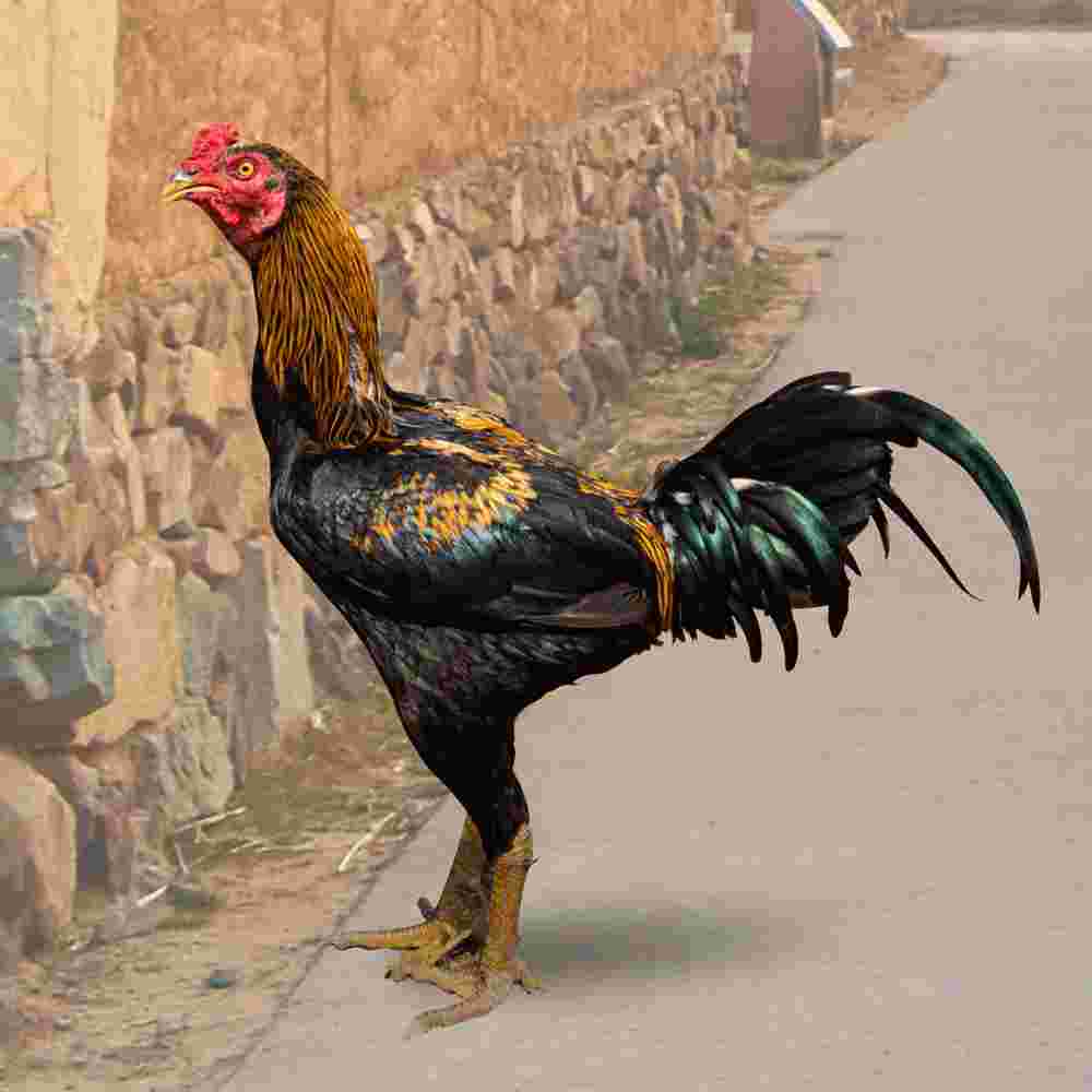 Order Naturally Raised Authentic Country Chicken | Home Delivery