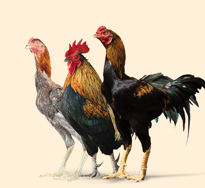 Order Naturally Raised Authentic Country Chicken | Home Delivery