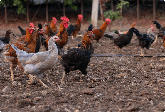 Order Naturally Raised Authentic Country Chicken | Home Delivery